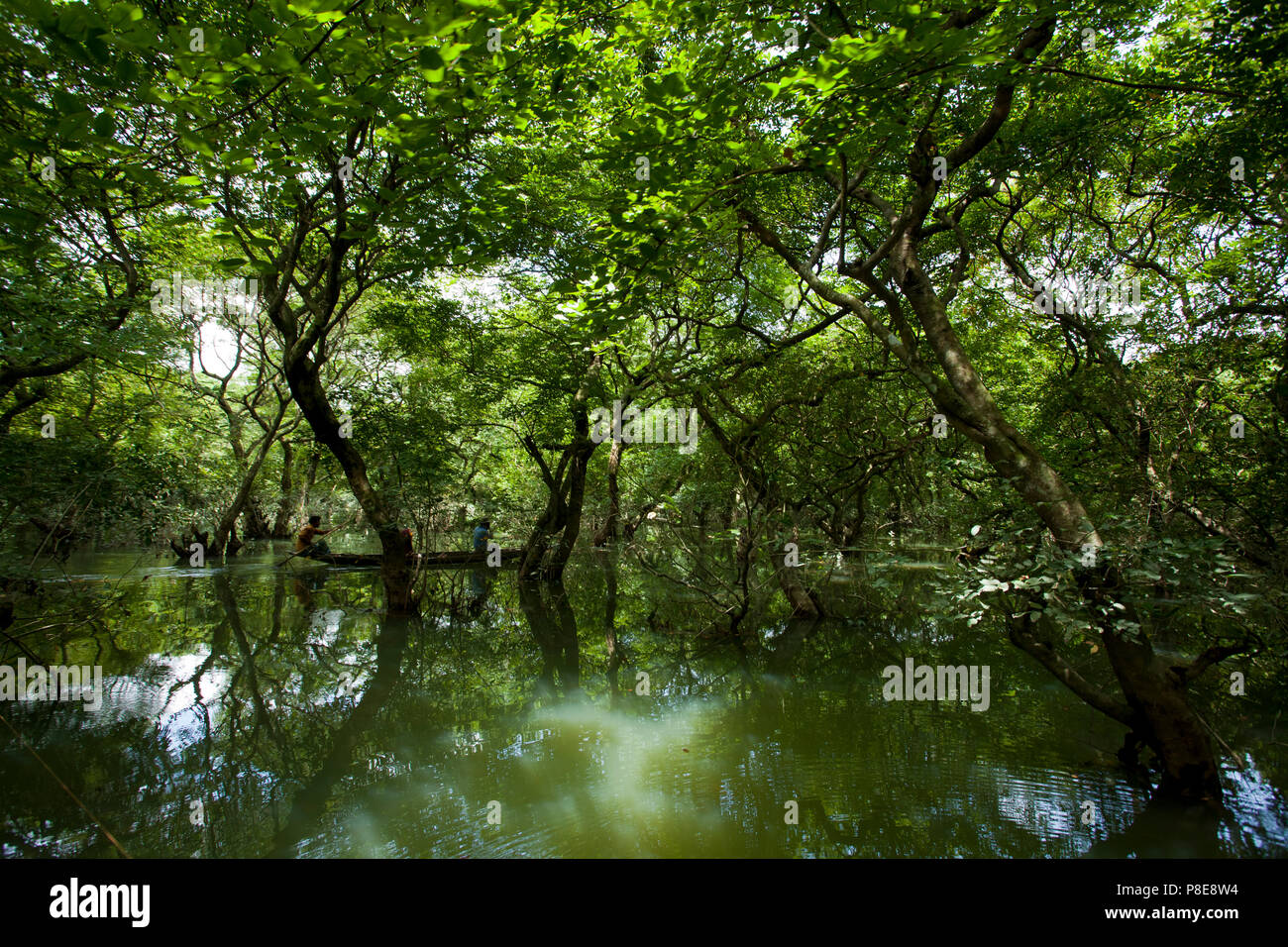 Ratargul is a fresh water swamp forest situated in Sylhet by the river ...