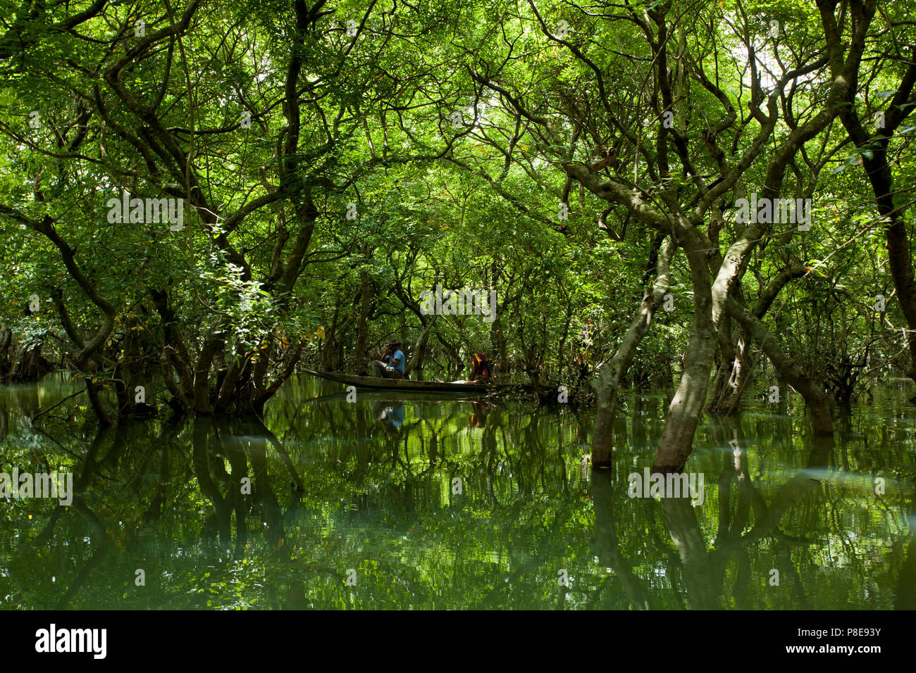 Asian woman in floating forest hi-res stock photography and images - Alamy