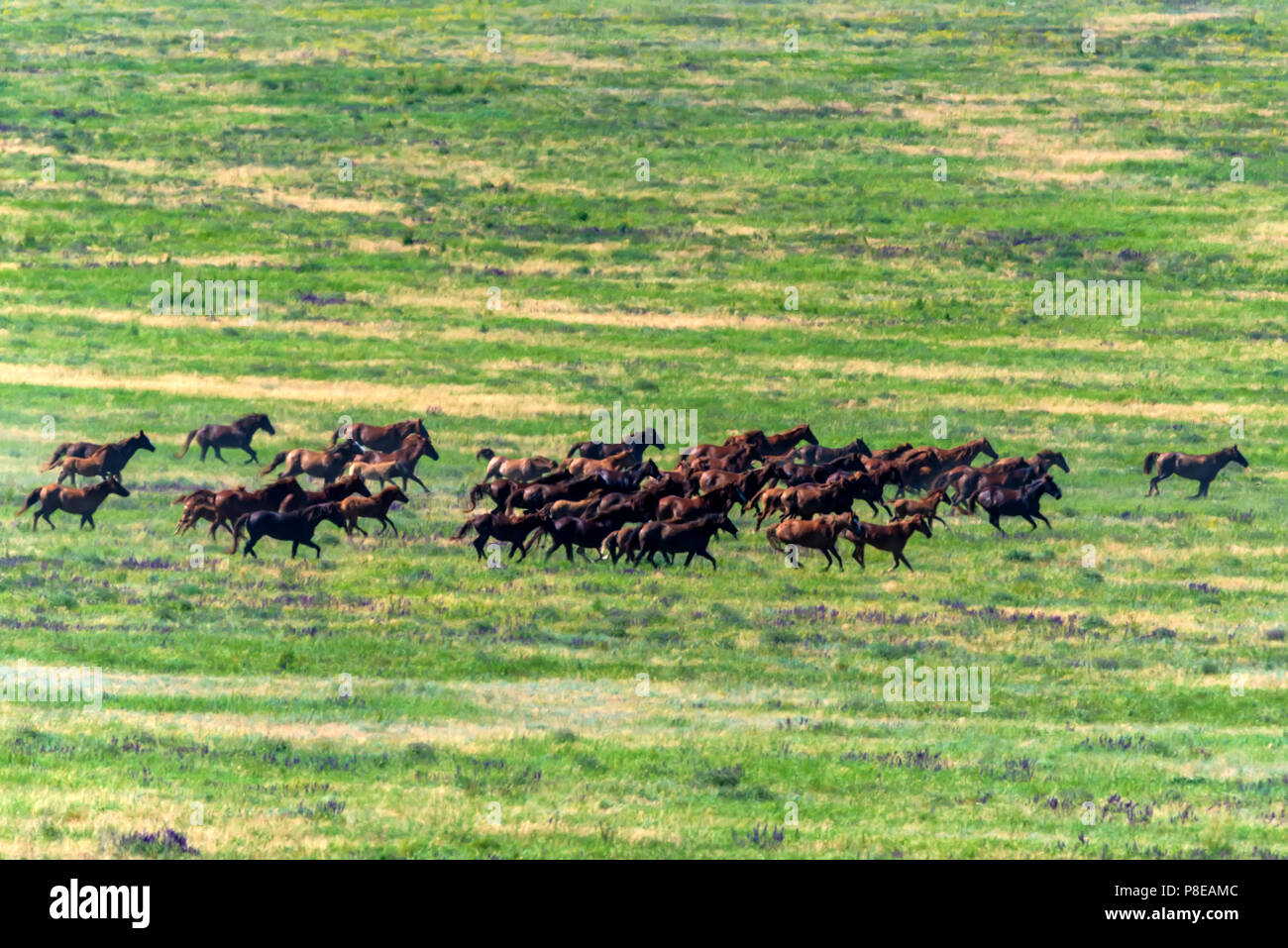 Wild horses gallopping on summer meadow Stock Photo - Alamy