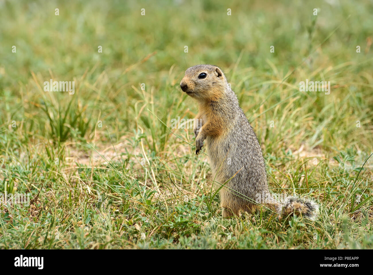 Gray gopher in grass hi-res stock photography and images - Alamy