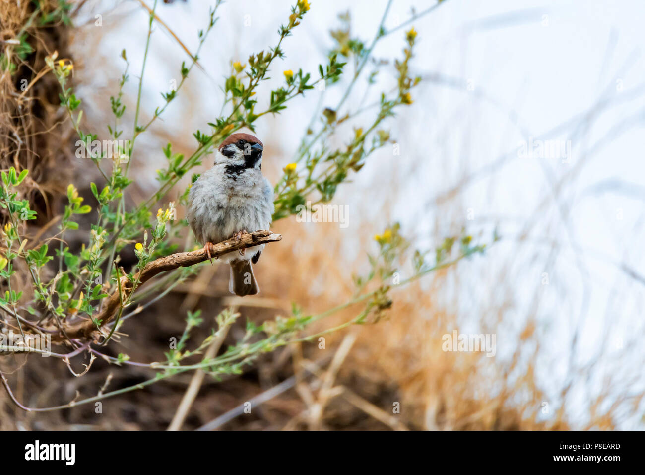 Passer montanus autumn hi-res stock photography and images - Alamy