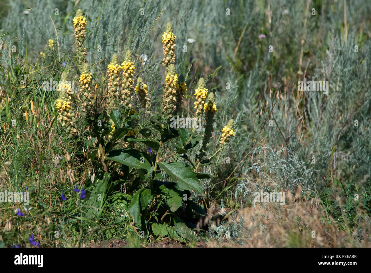 Common mullein or Verbascum thapsus flower Stock Photo - Alamy