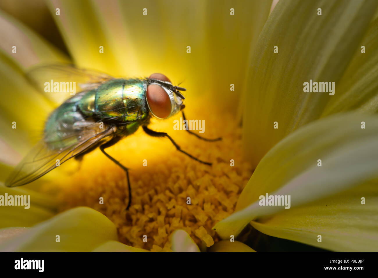 Insects in the garden Stock Photo - Alamy