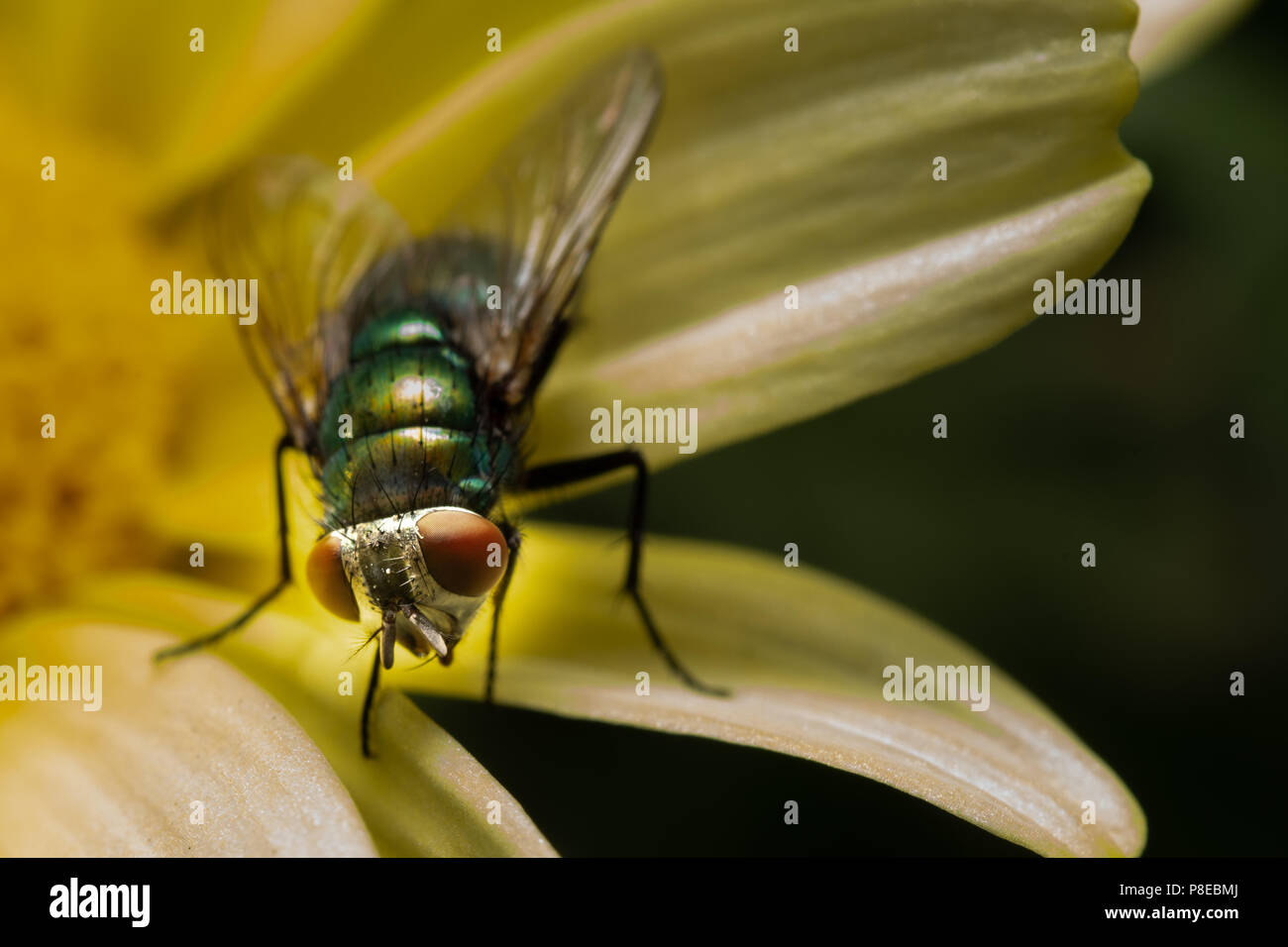 Insects in the garden Stock Photo - Alamy