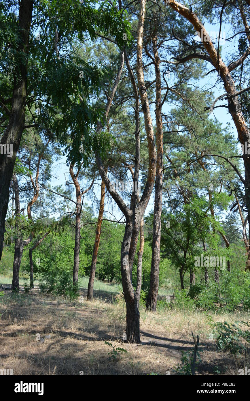 Pine forest, landscape with blue sky, sandy sand and shadow from trees ...