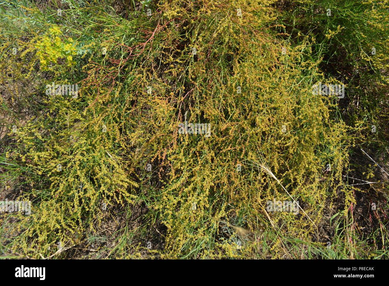 Green background of a green bush on a sandy field Stock Photo - Alamy