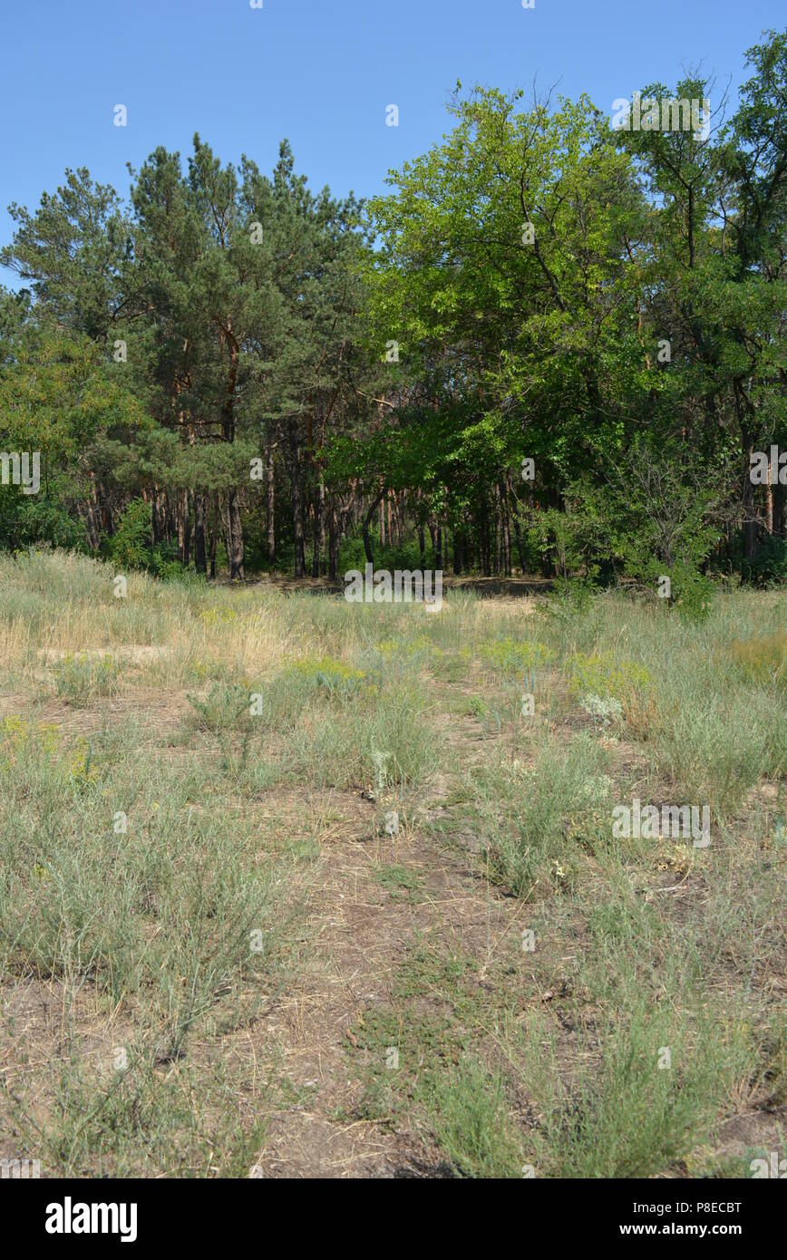 Pine forest, landscape with blue sky, sandy sand and shadow from trees ...