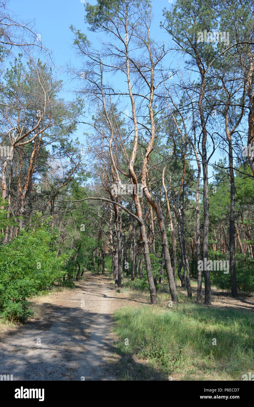 Pine forest, landscape with blue sky, sandy sand and shadow from trees ...