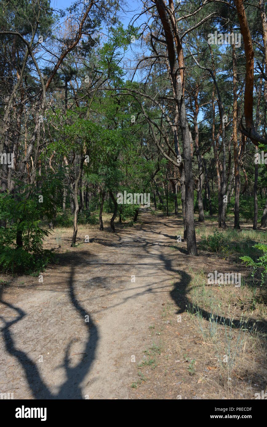 Pine forest, landscape with blue sky, sandy sand and shadow from trees ...