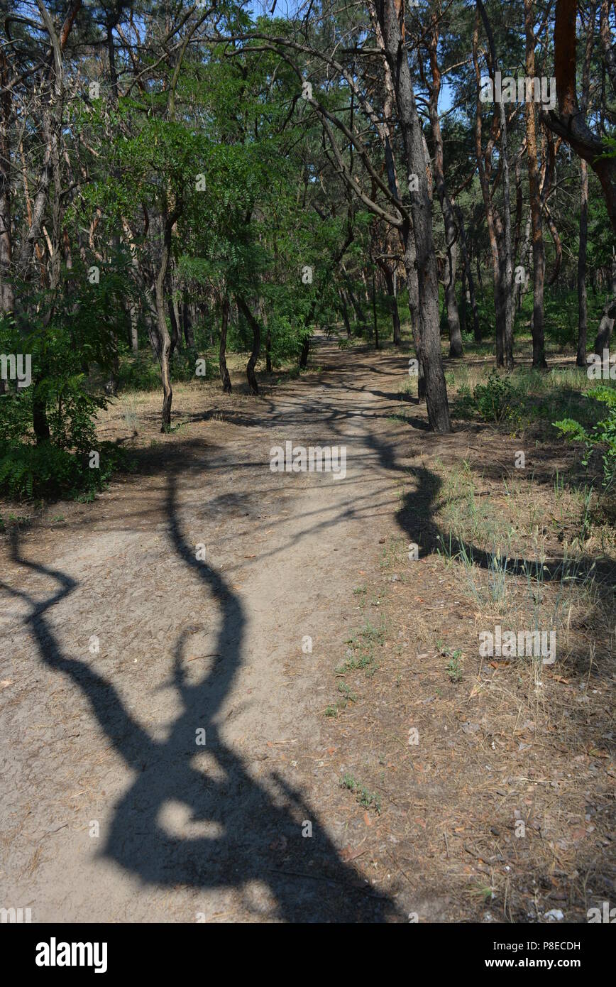 Pine forest, landscape with blue sky, sandy sand and shadow from trees ...