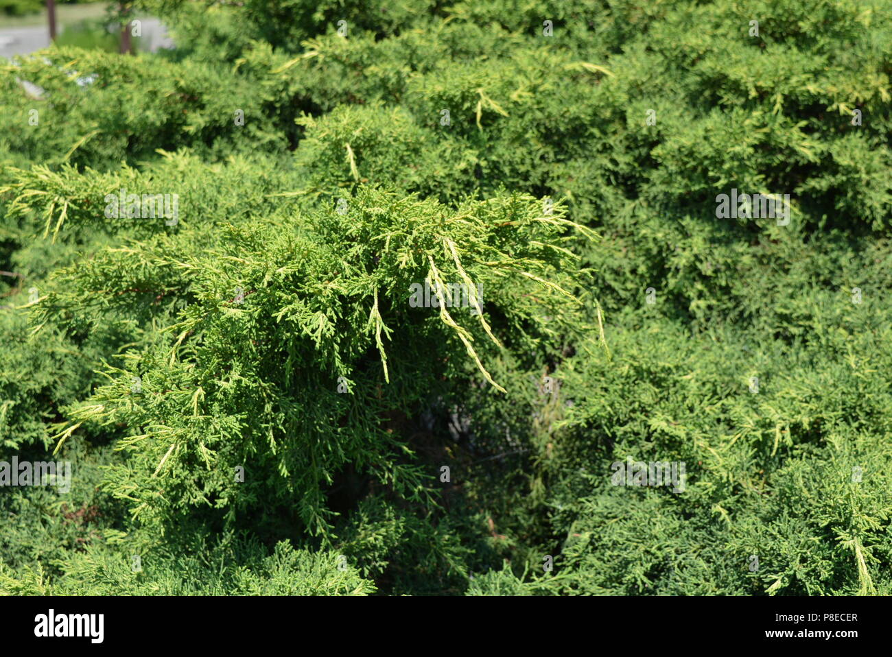The green grove of a beautiful juniper Stock Photo - Alamy