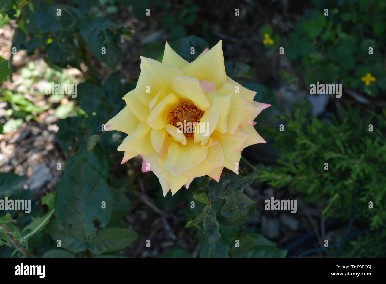 Bud of fluffy yellow rose with pink Stock Photo - Alamy