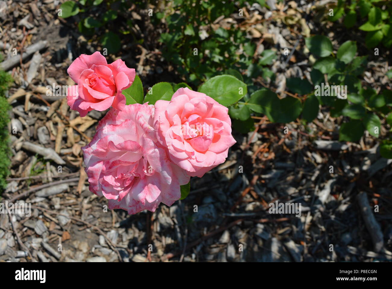 Small roses hi-res stock photography and images - Alamy