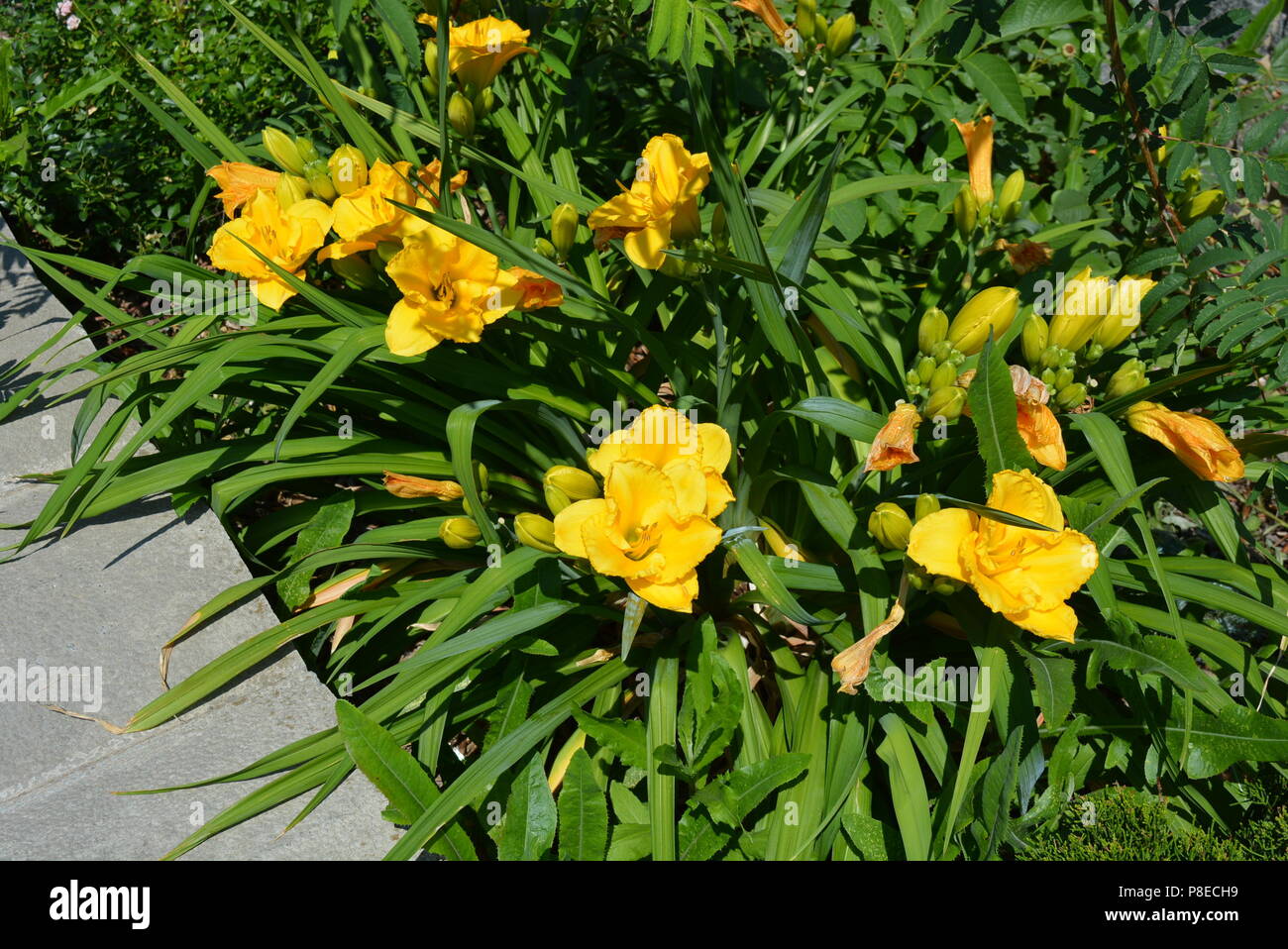 Beautiful street big flowers, yellow lily in the sunlight Stock Photo ...