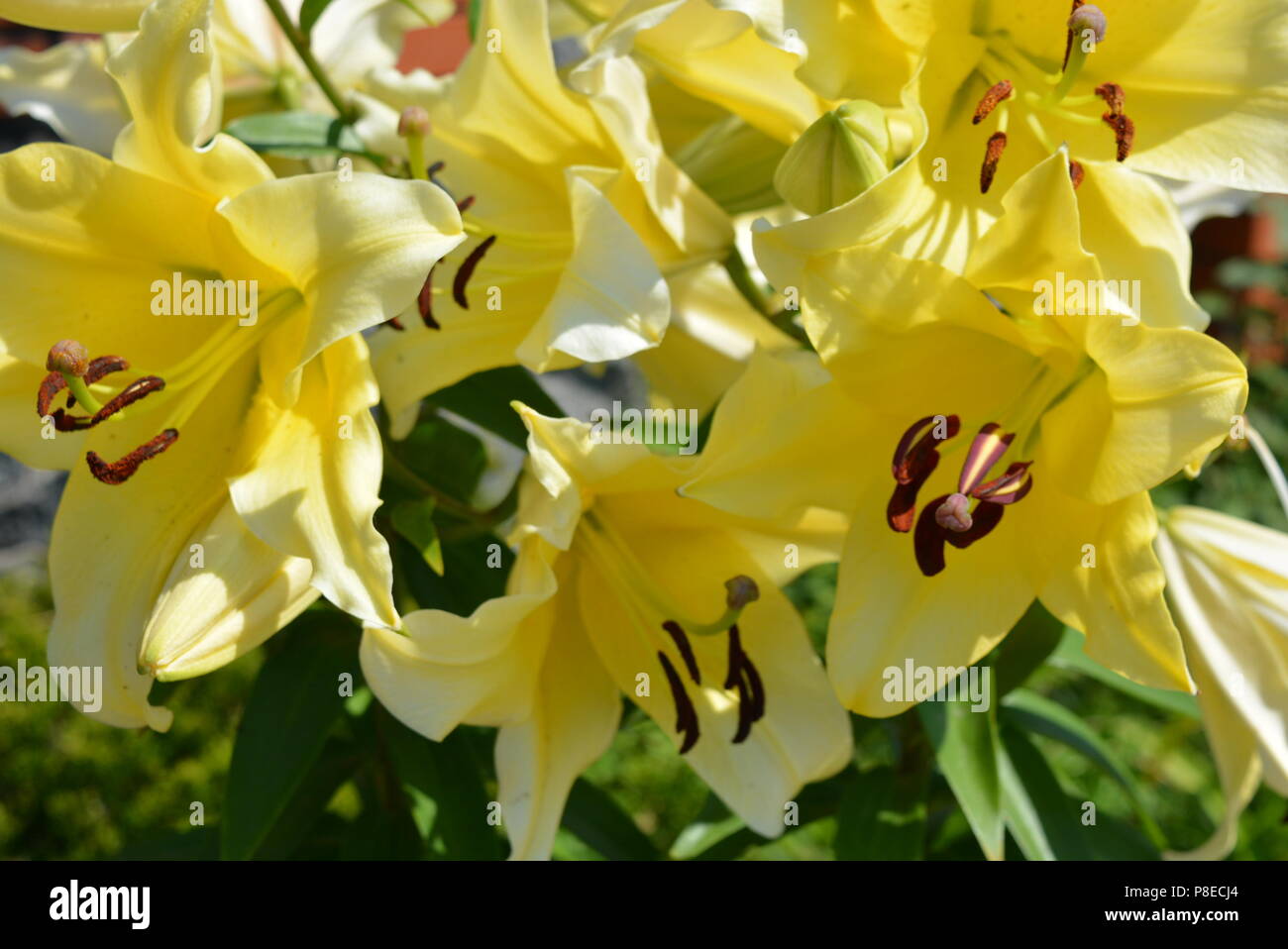 Beautiful street big flowers, yellow lily in the sunlight Stock Photo ...