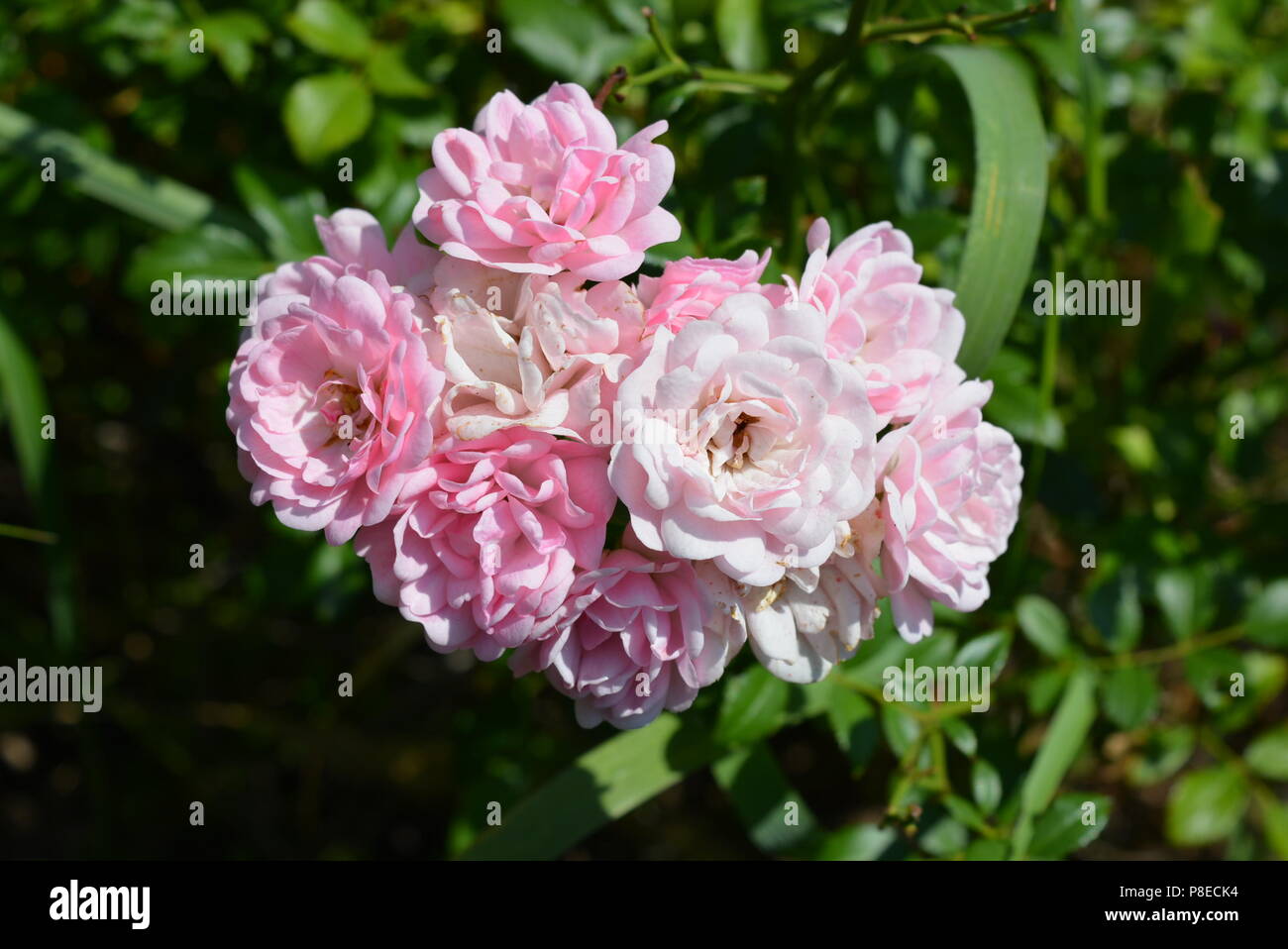 Small roses hi-res stock photography and images - Alamy