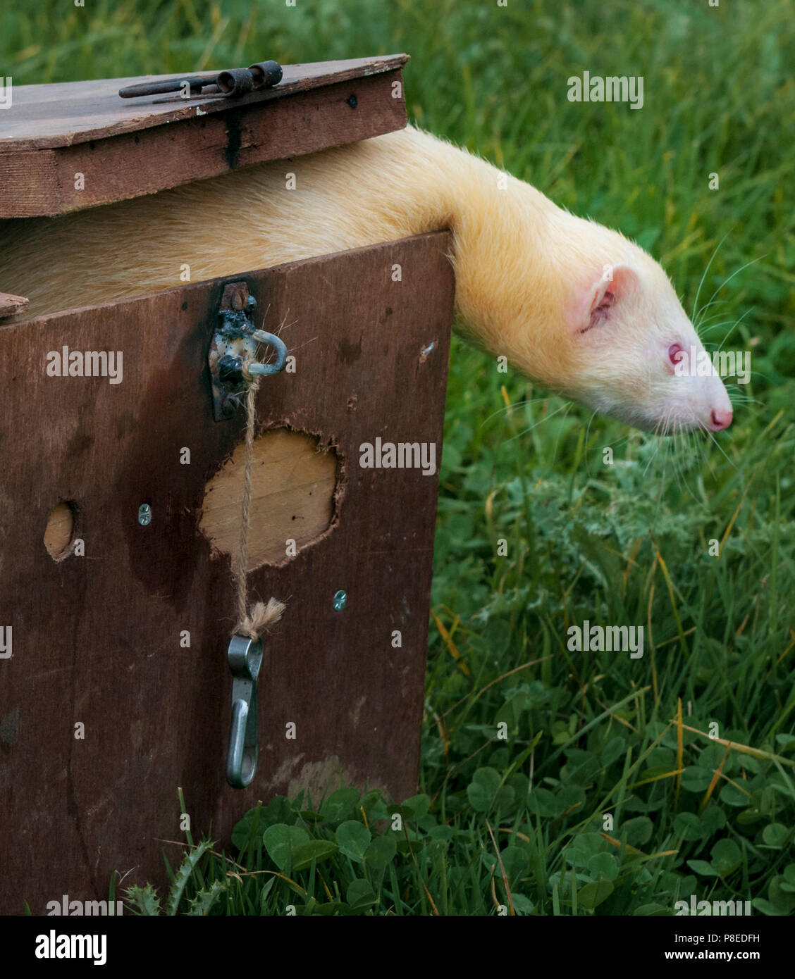 White or albino ferret climbing out of the box used for transporting ...