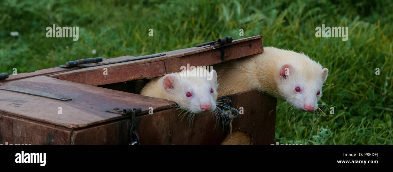 White or albino ferret climbing out of the box used for transporting ...