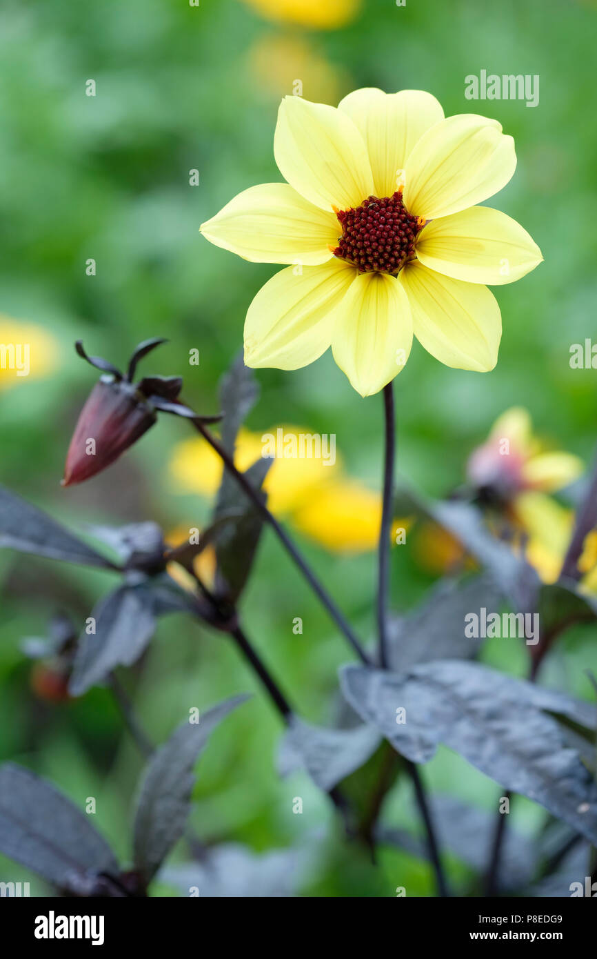 Dahlia mystic illusion hi-res stock photography and images - Alamy