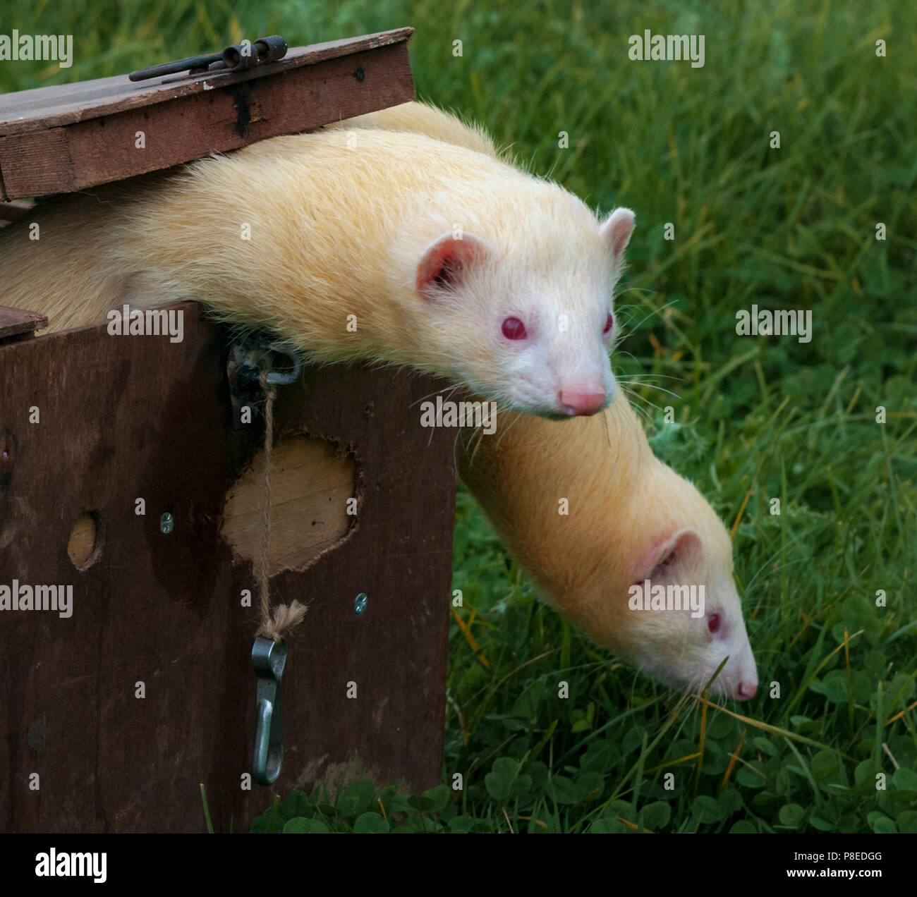 White or albino ferret climbing out of the box used for transporting ferrets which are used in ...