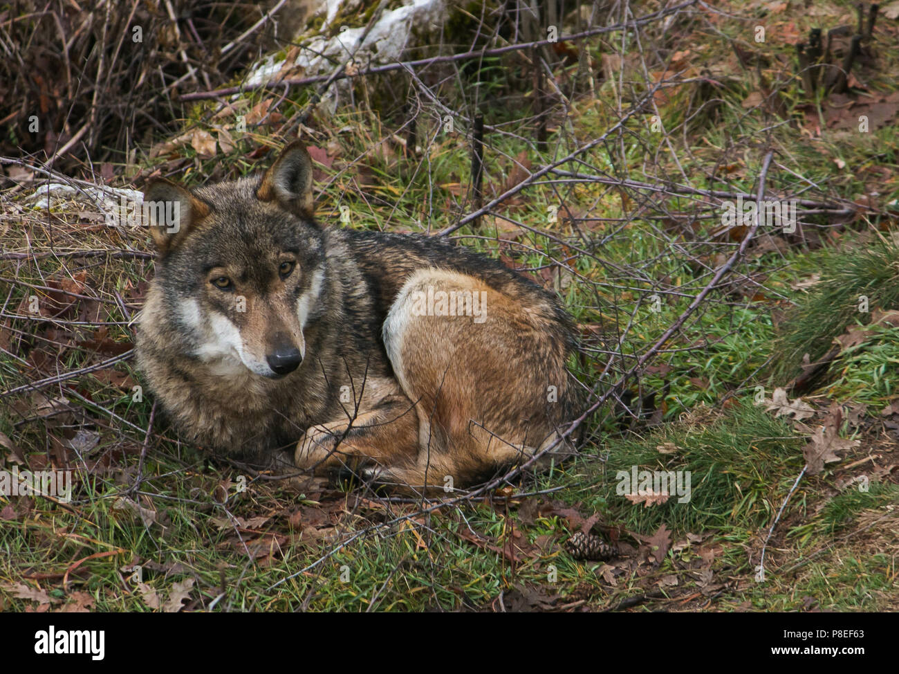 Wolf sitting hi-res stock photography and images - Alamy