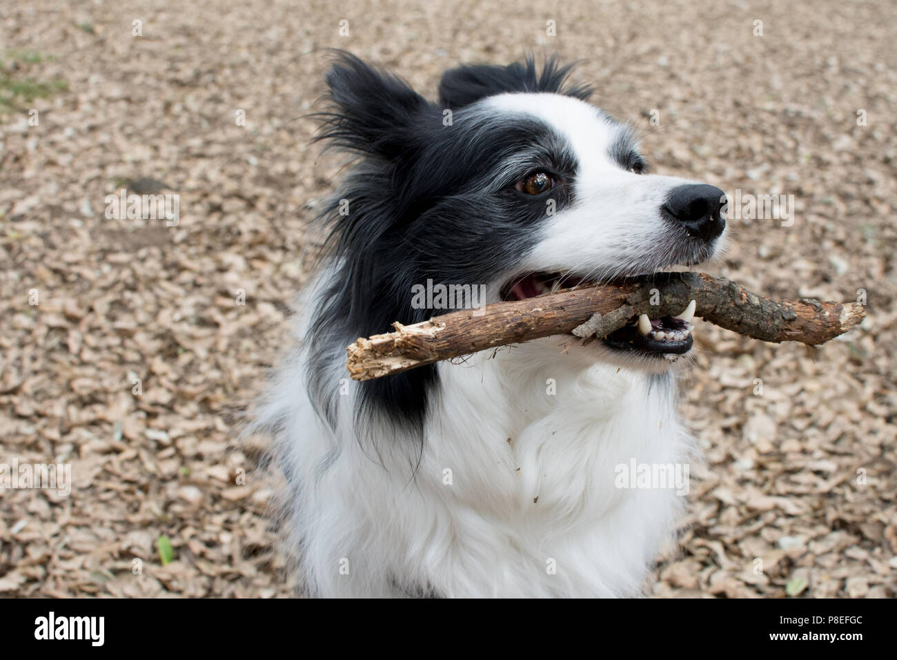 CUTE BORDER COLLIE DOG HOLDING A STICK IN ITS MOUTH IN THE FOREST Stock ...