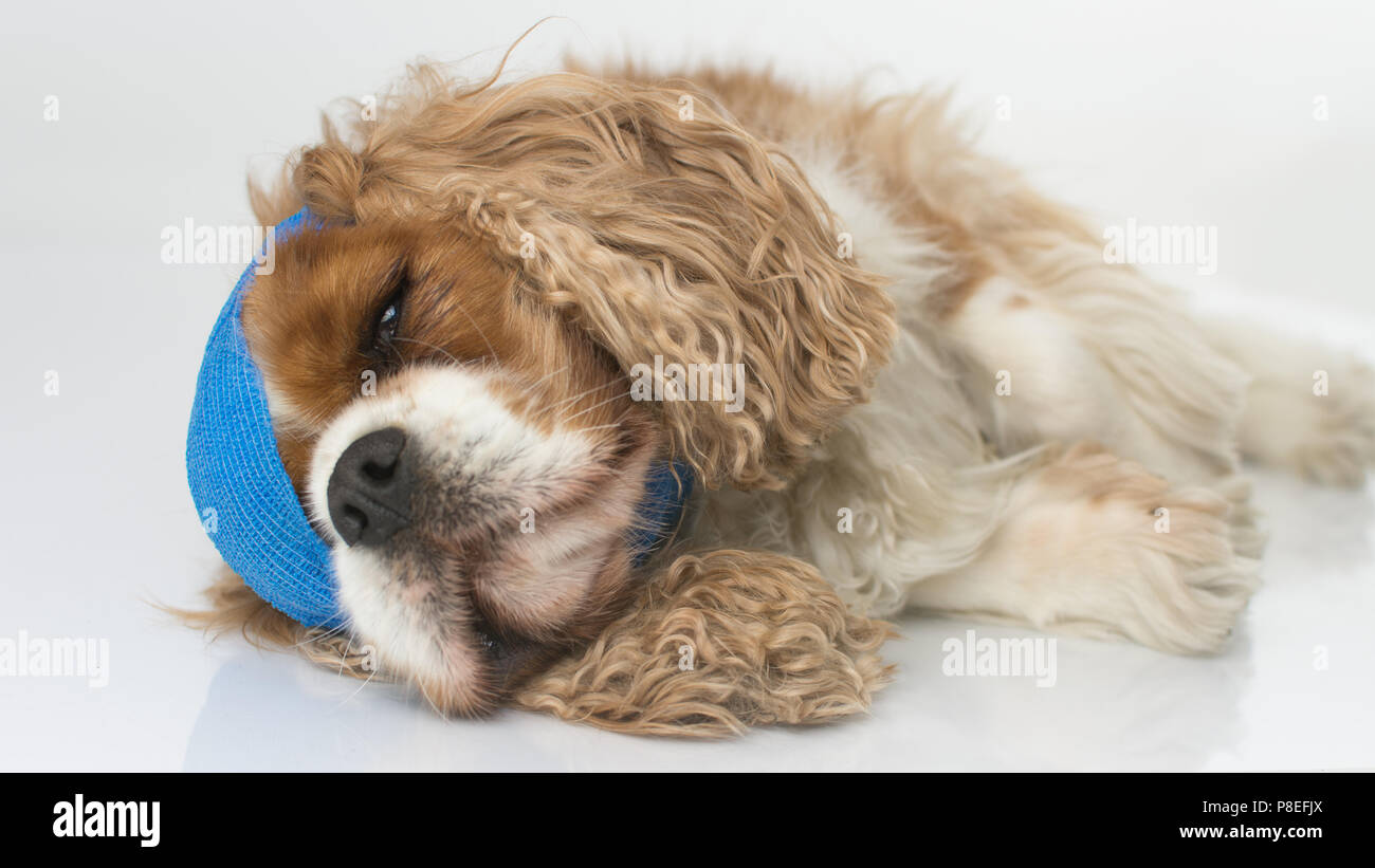 CUTE CAVALIER DOG SICK WITH BLUE BANDAGE AND SLEEPING ISOLATED ON WHITE ...