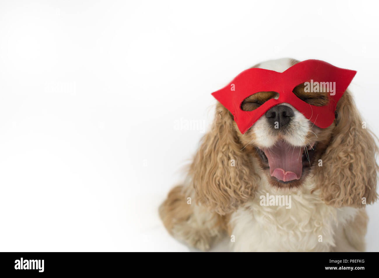 CUTE CAVALIER DOG WEARING A RED HERO MASK WITH TONGUE OUT AND EYES ...