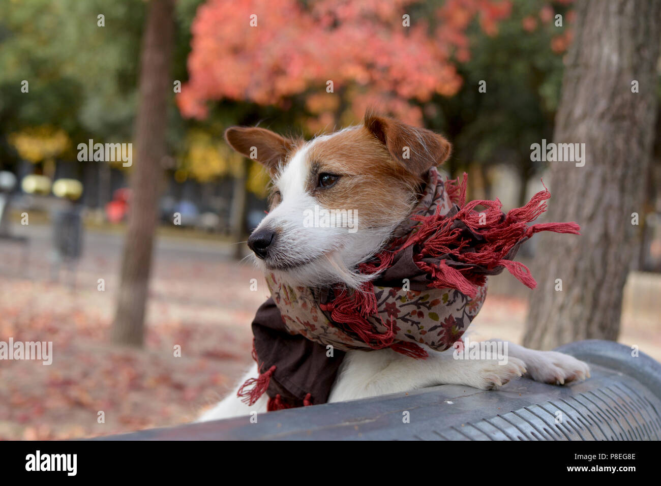 CUTE JACK RUSSELL DOG WEARING A HANDKERCHIEF IN AUTUMN Stock Photo - Alamy