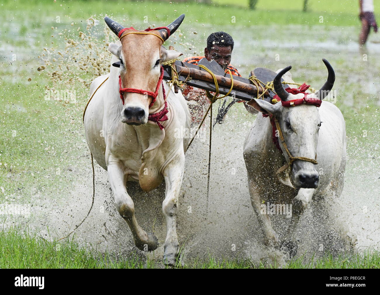 India bull festival hi-res stock photography and images - Alamy