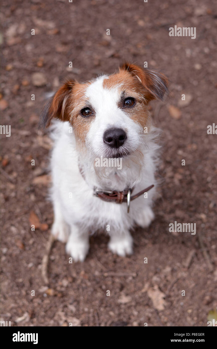 CUTE JACK RUSSELL DOG PORTRAIT ON BROWN AUTUMN BACKGROUND Stock Photo ...