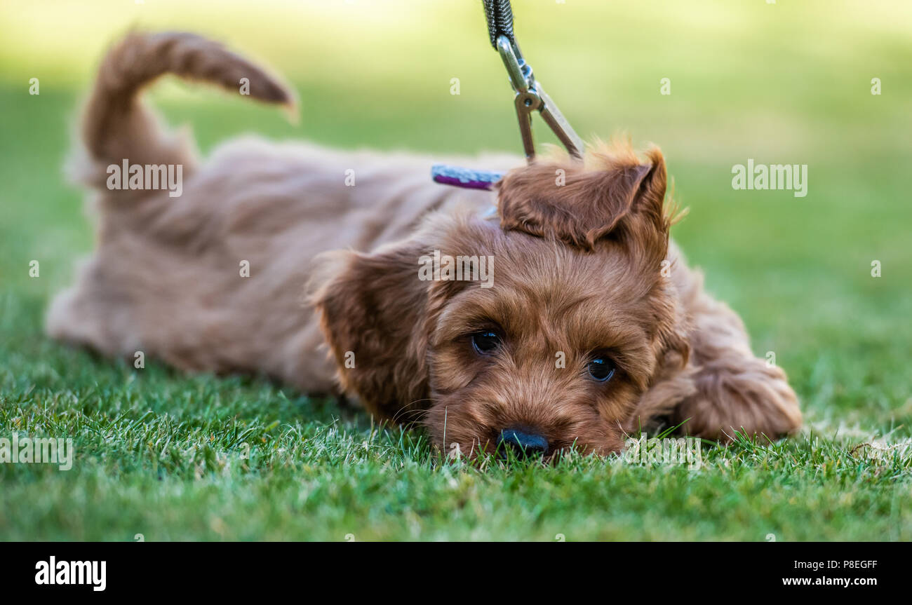 Ginger Cockapoo Puppy High Resolution Stock Photography and Images - Alamy