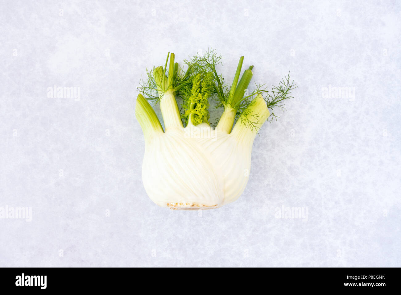 Top view of one raw fennel bulb with fronds on professional grey DIY ...