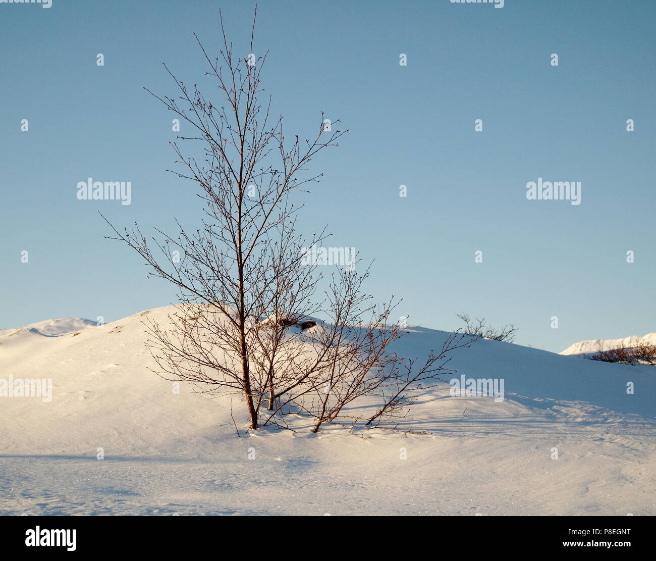 Iceland winter tree hi-res stock photography and images - Alamy