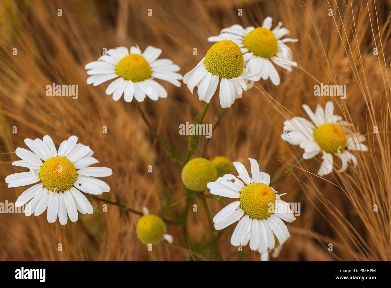 Daisy angus hi-res stock photography and images - Alamy