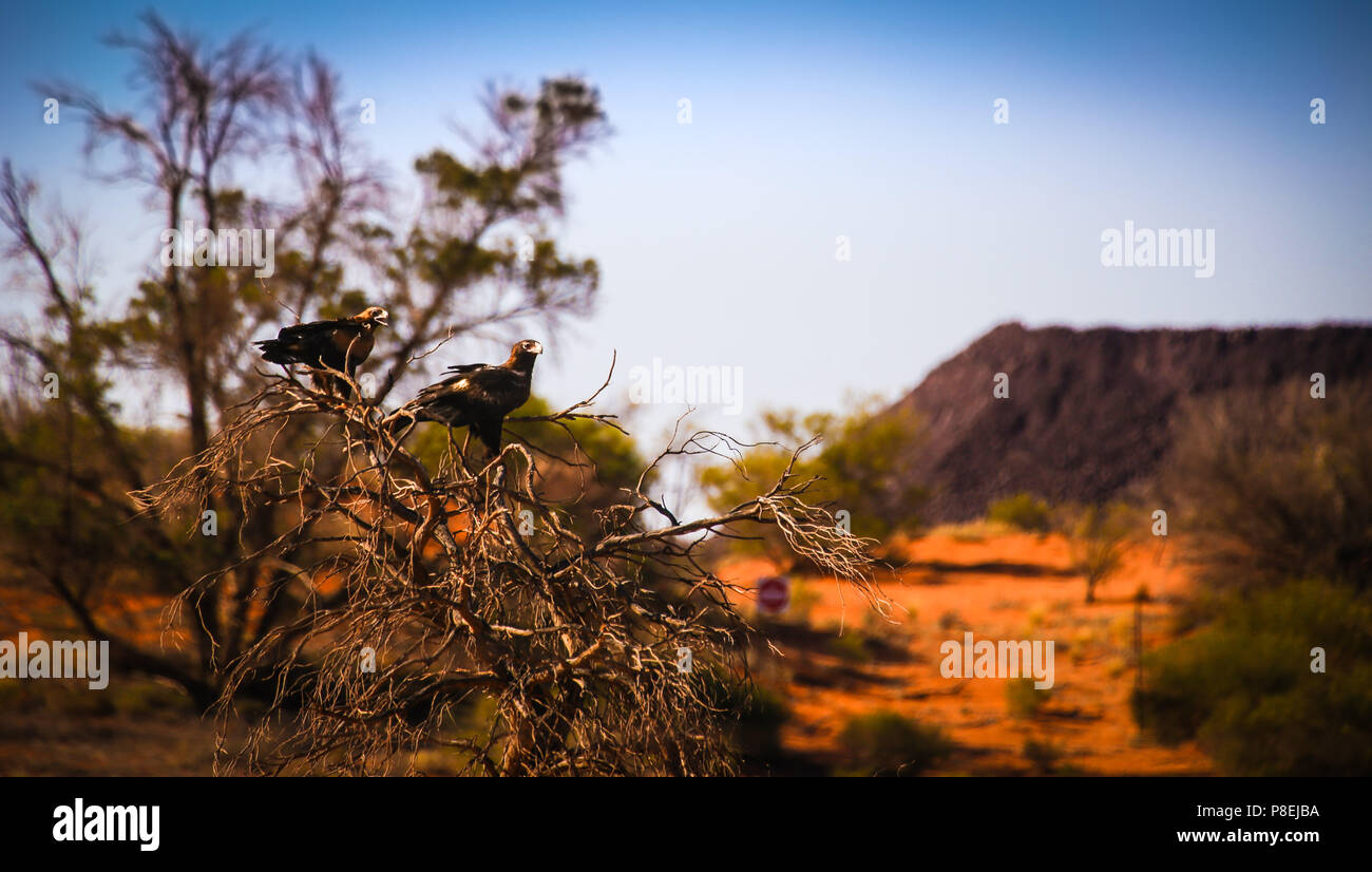 Native eagles hi-res stock photography and images - Alamy