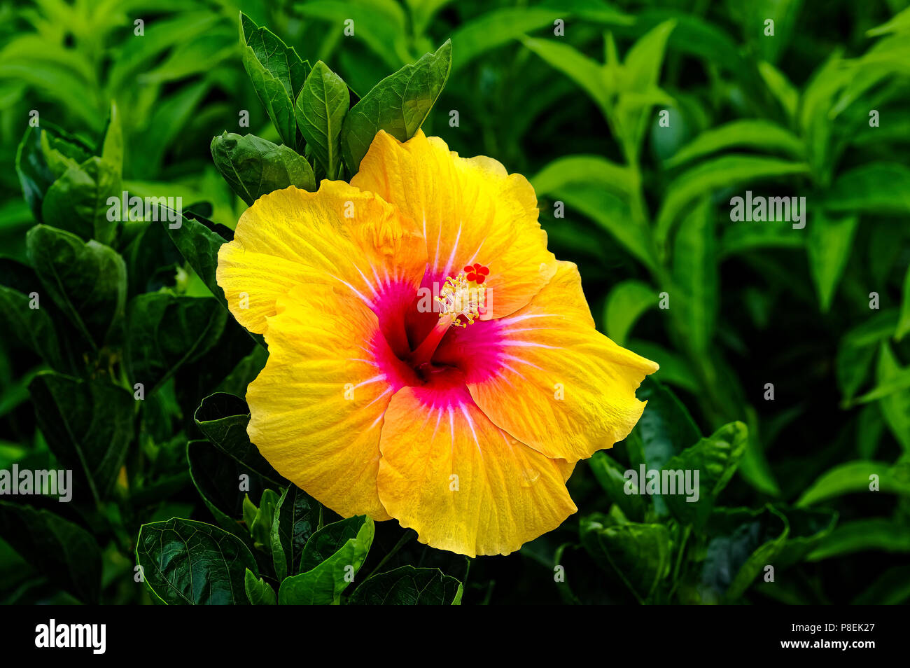 Hibiscus is a flowering plant which is typically grown in warm tropical ...