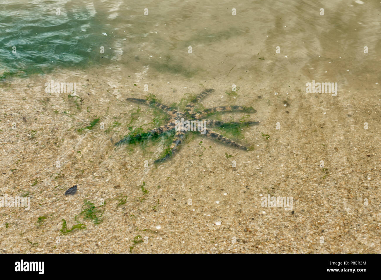 Singapore - July 8,2018: Pasir Ris Park . Star fish in Pasir Ris park ...