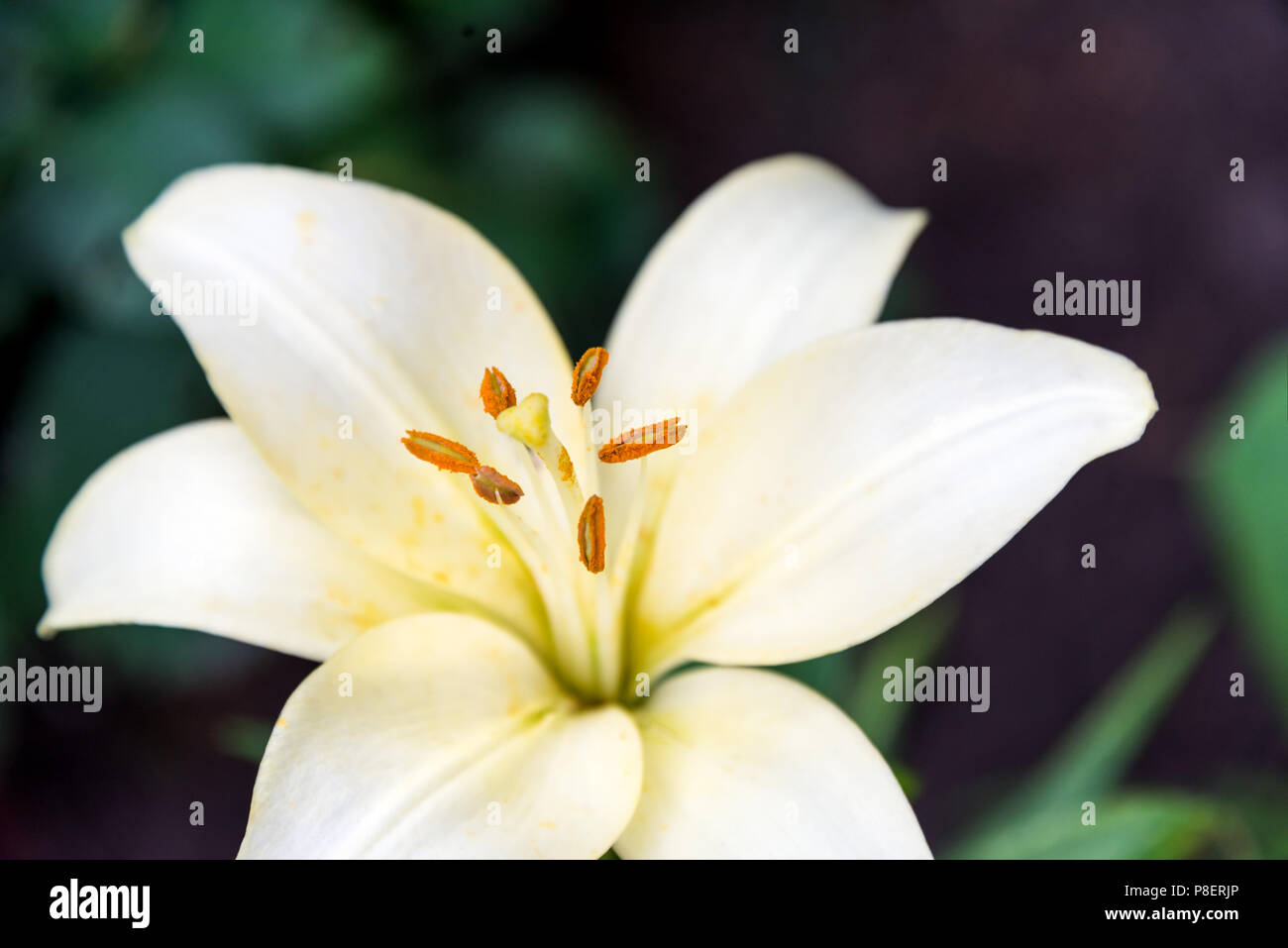 Beautiful Lily flower on green leaves background. Lilium longiflorum ...