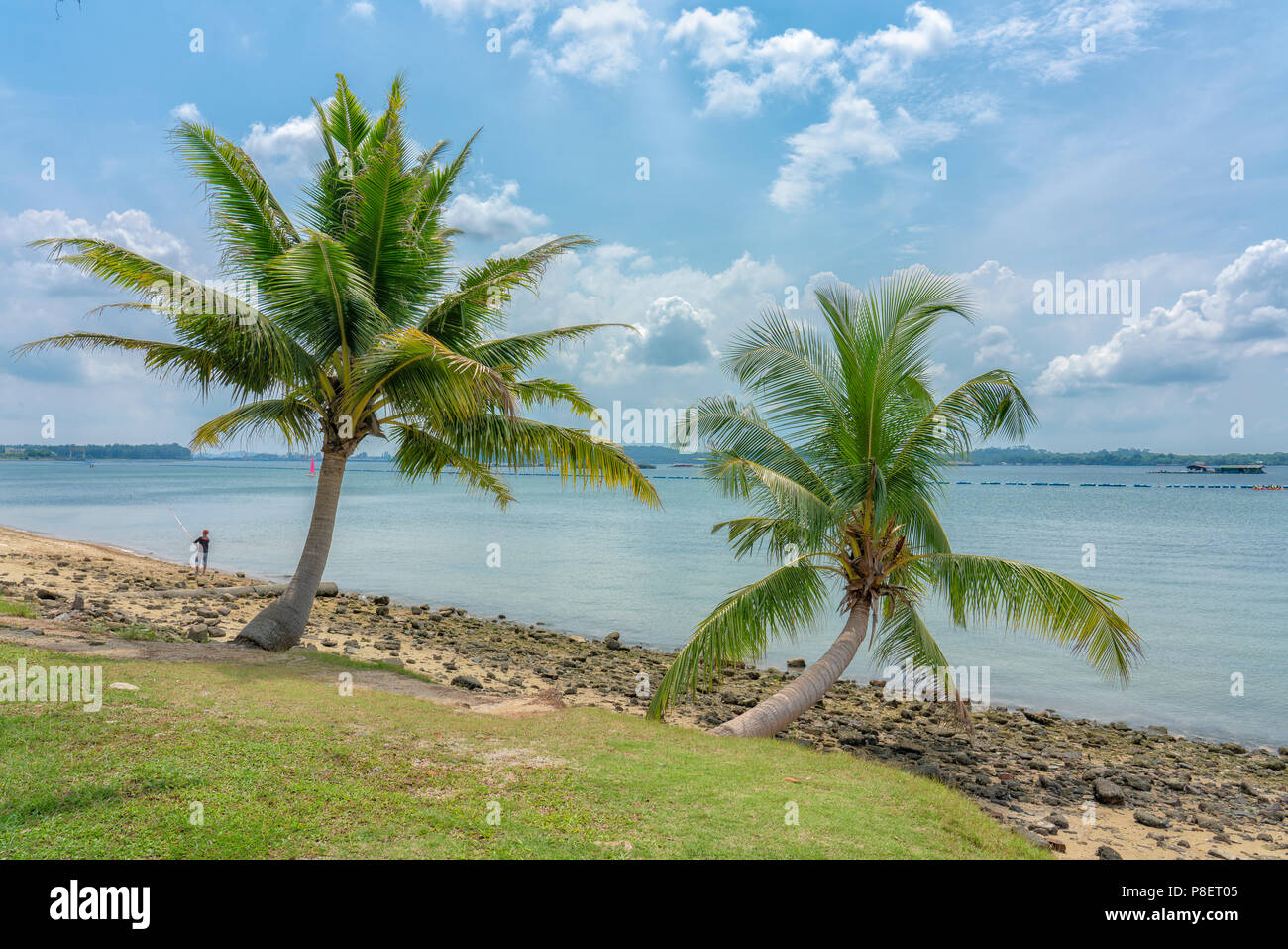 Singapore - July 8,2018: Pasir Ris Park . 2 palm trees over a beach ...
