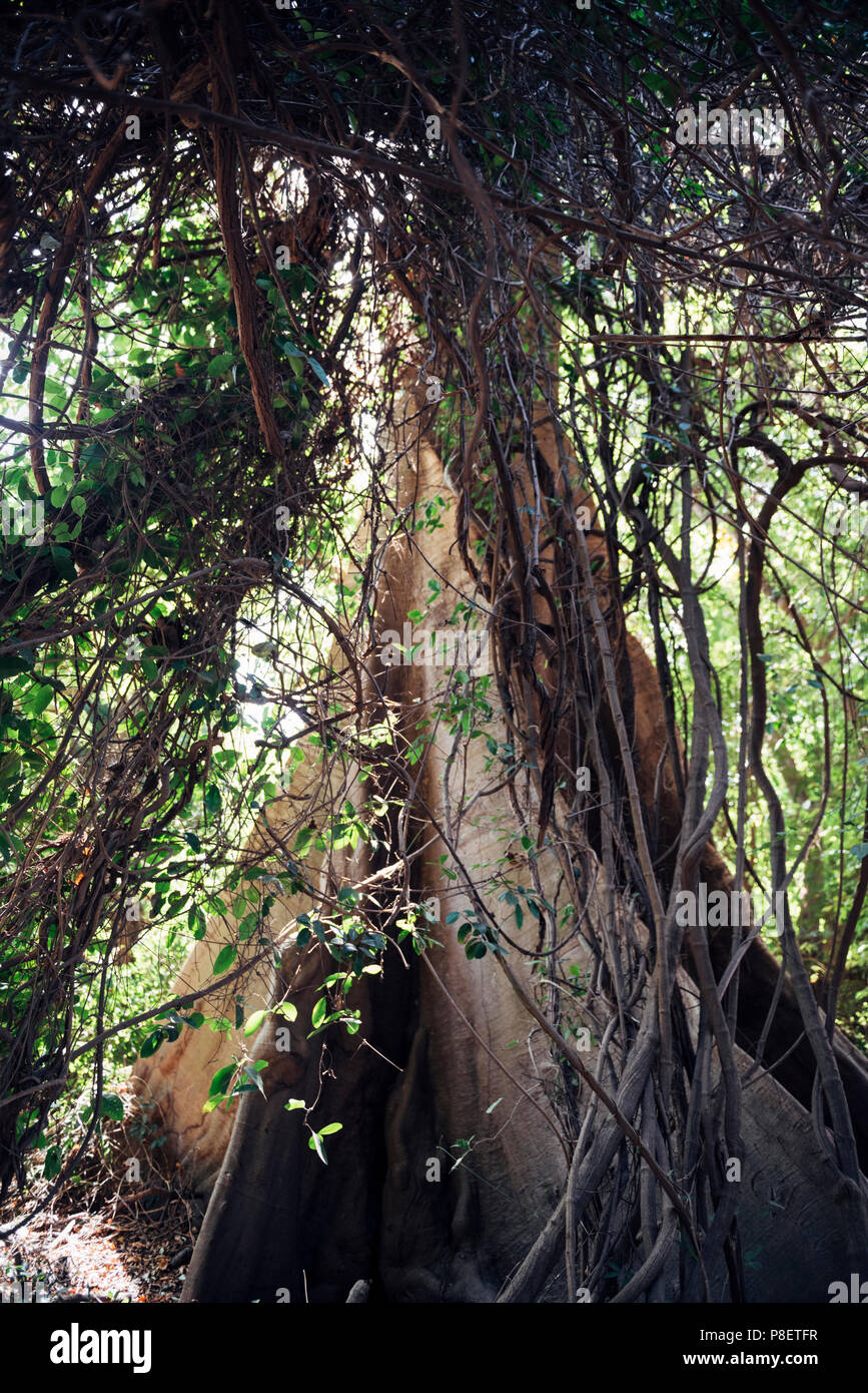 African Rainforest Kapok Tree In