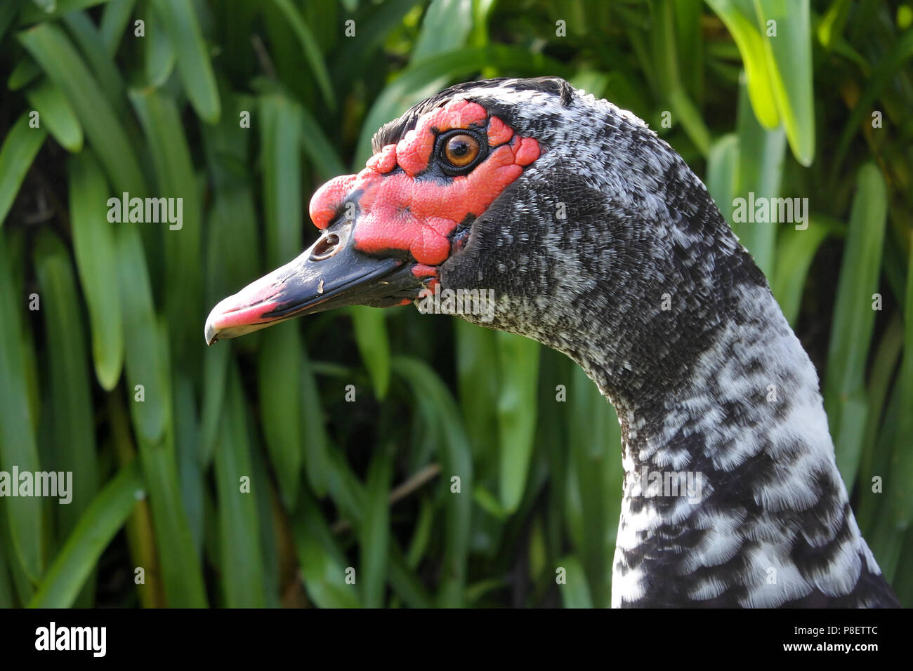 Feral Muscovy Duck High Resolution Stock Photography and Images - Alamy