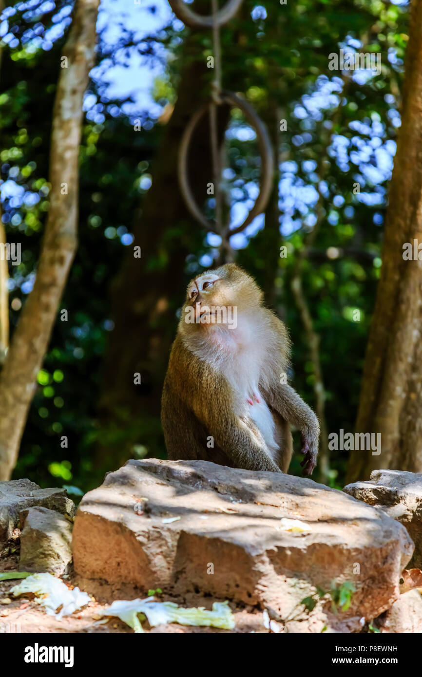 Monkey hill phuket hi-res stock photography and images - Alamy