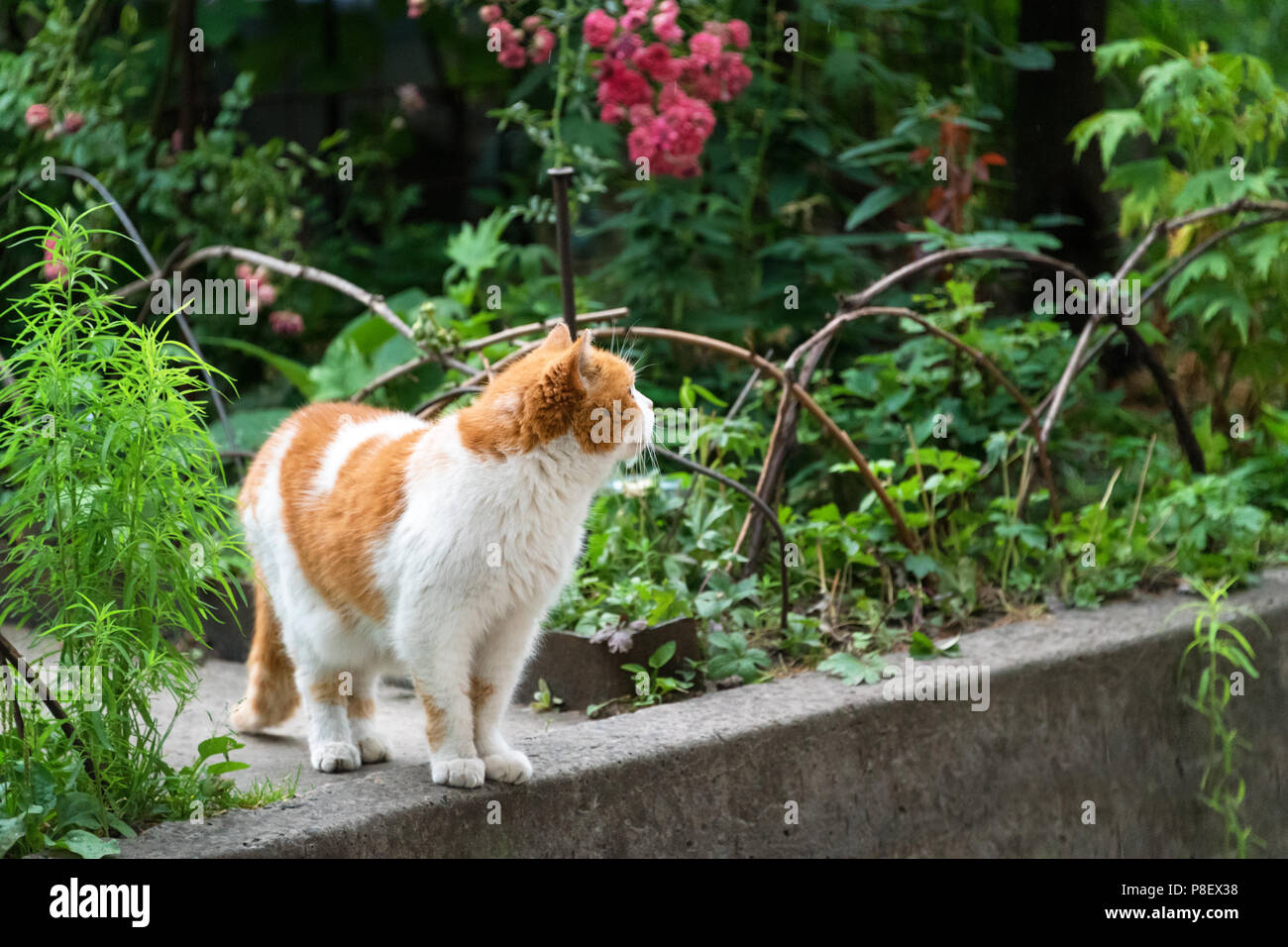 Catnature hi-res stock photography and images - Alamy