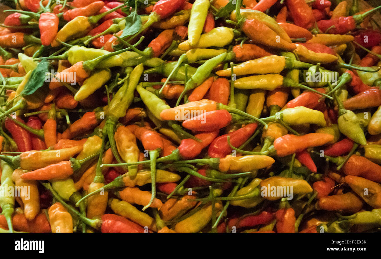 A Pile of Colorful Asian Tropical Chillis which show how ripe it will ...