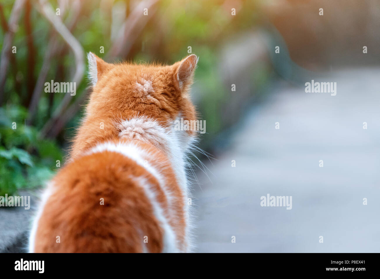 Catnature hi-res stock photography and images - Alamy