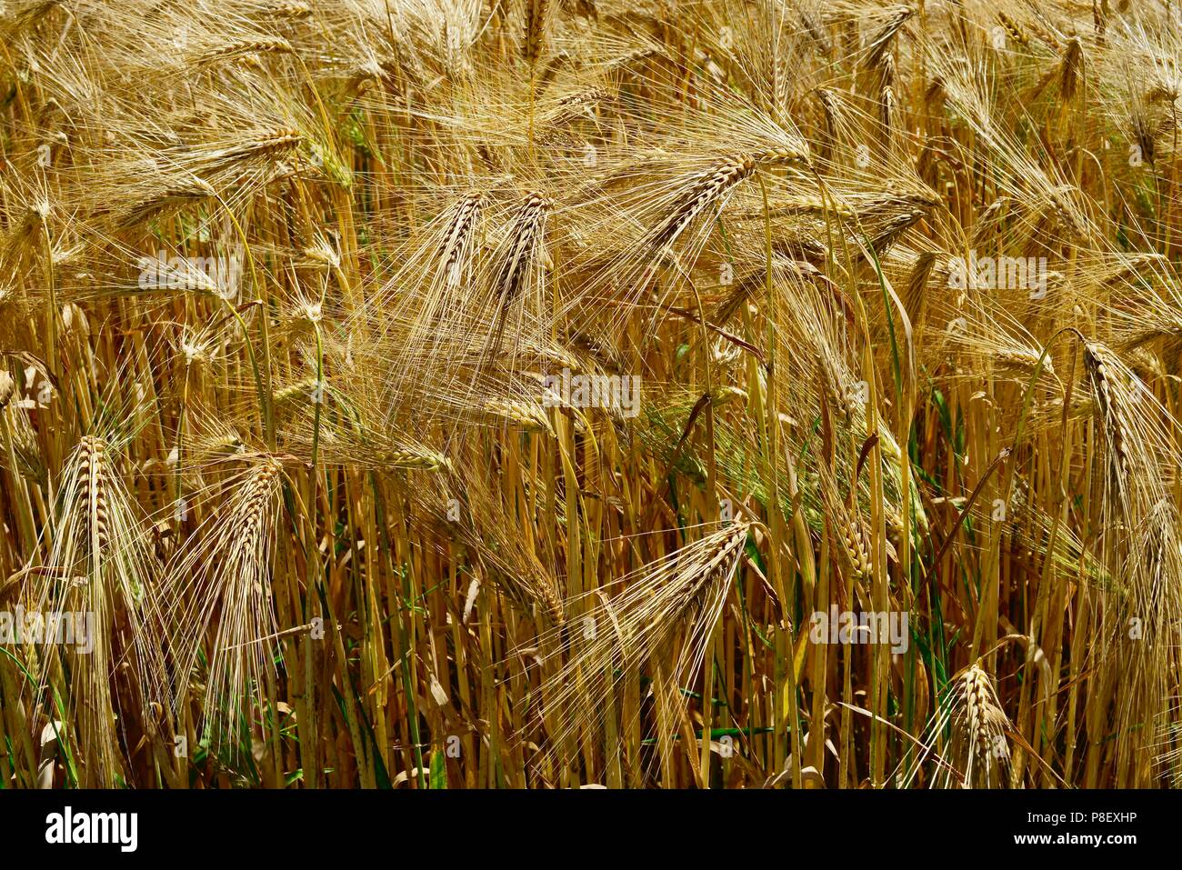 Wheat ready to be harvested Stock Photo - Alamy