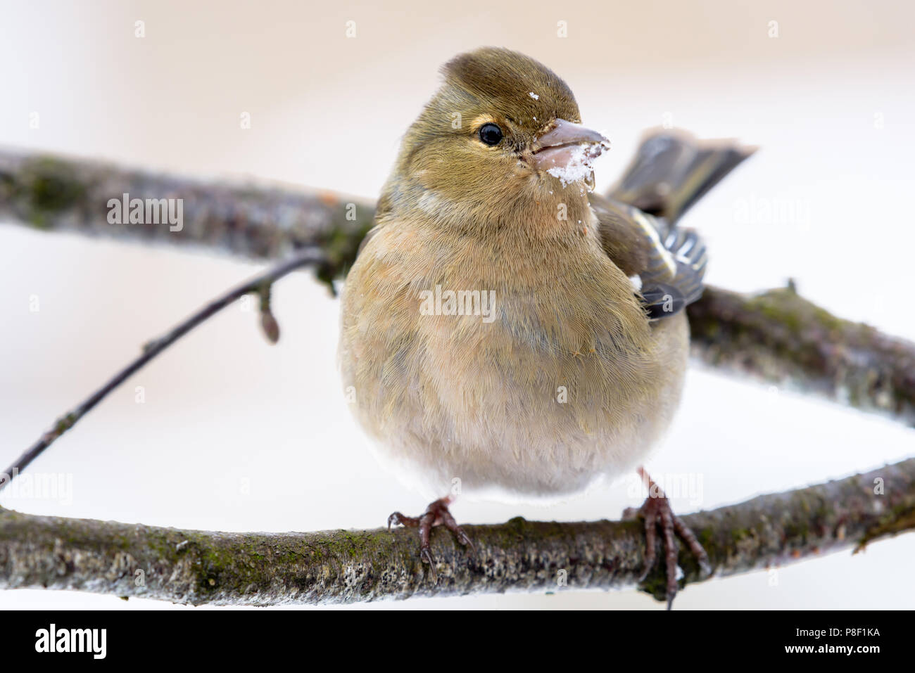 A little bird poses in northern England. Cumbria Stock Photo - Alamy