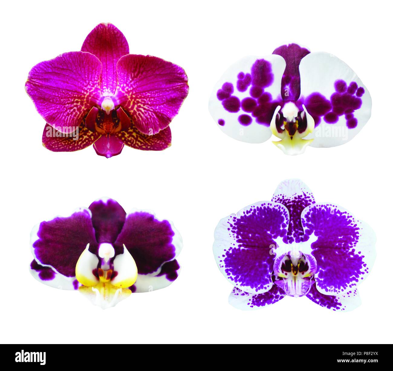 Pink flowers spring card Cut Out Stock Images & Pictures - Alamy