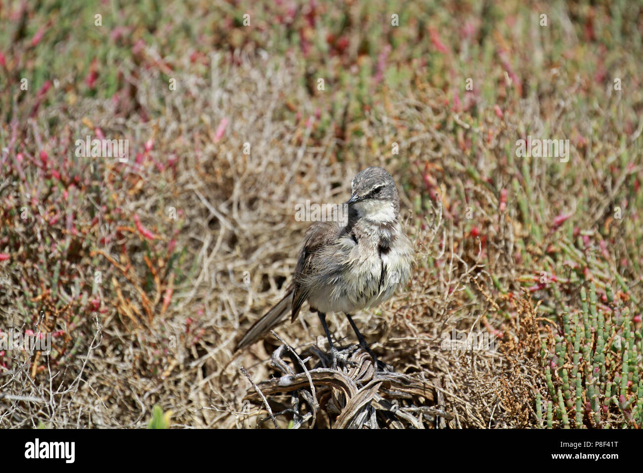 A Cape wagtail, also known as Wells's wagtail, (Motacilla capensis) at ...